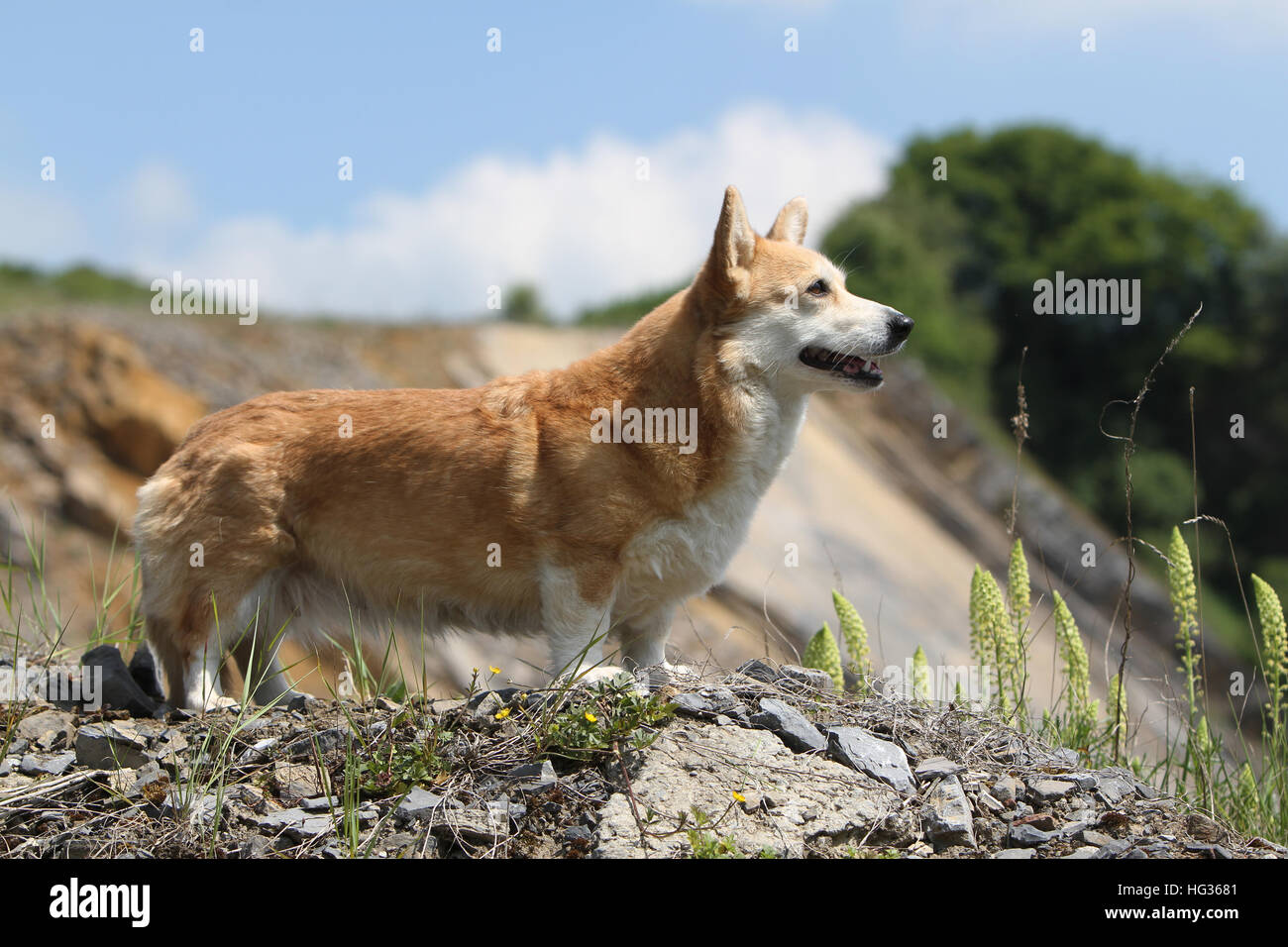 Dog Pembroke Welsh corgi adult standard profile On rocks Stock Photo ...