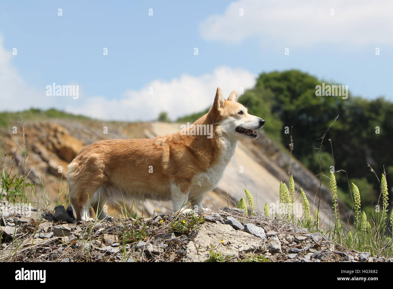 Dog Pembroke Welsh corgi adult standard profile On rocks Stock Photo ...