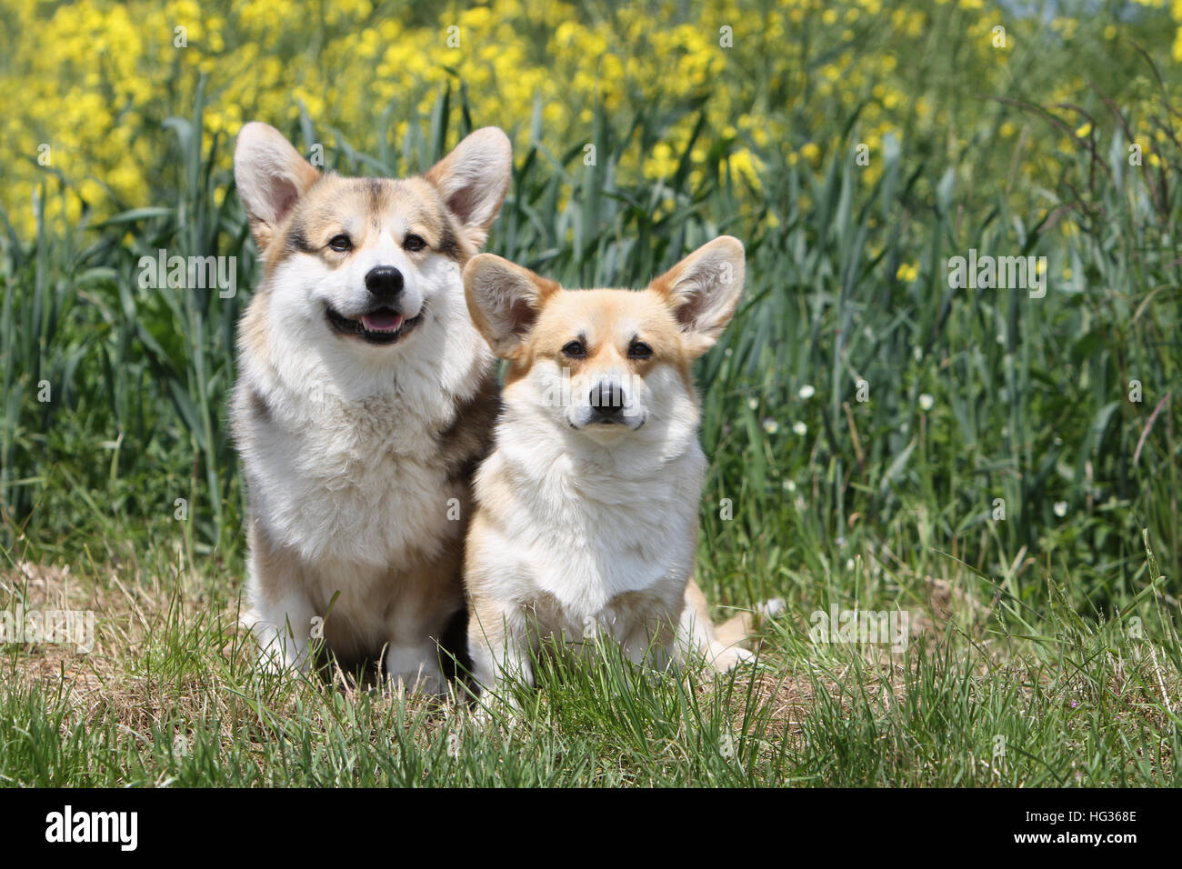 Dog Pembroke Welsh corgi two adults sitting in a meadow Stock Photo - Alamy