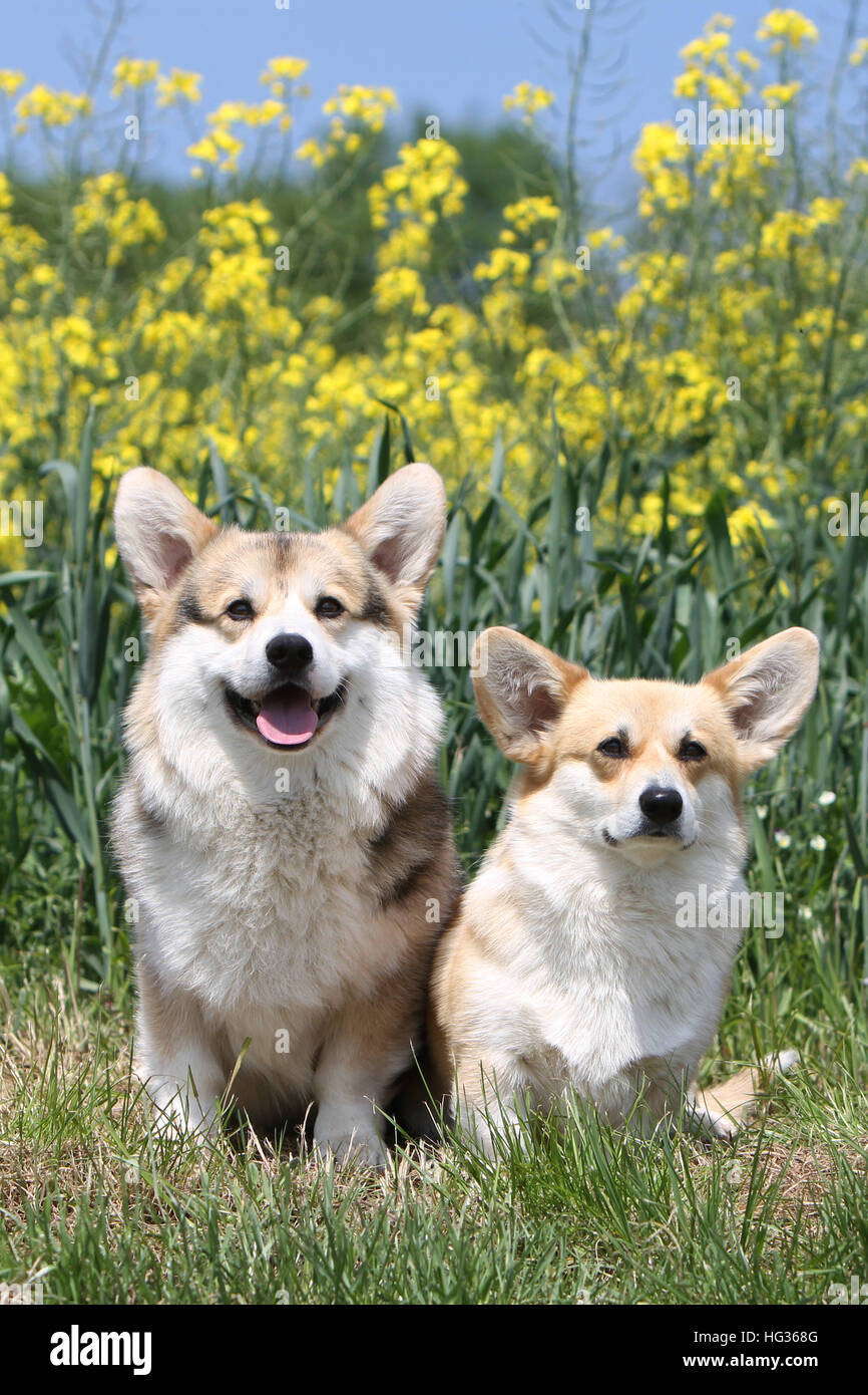 Dog Pembroke Welsh corgi two adults sitting in a meadow Stock Photo - Alamy