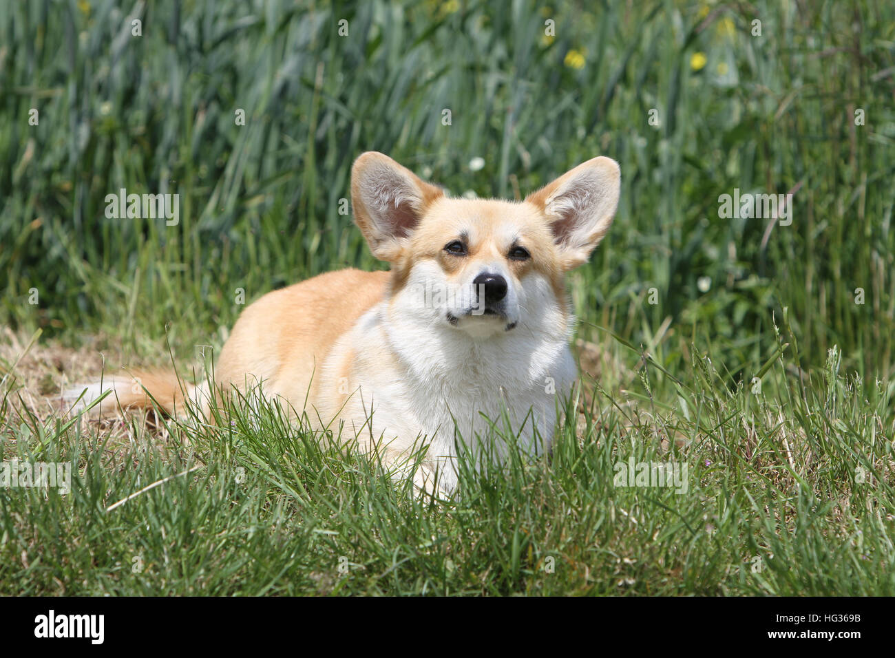 Adult welsh corgi pembroke hi-res stock photography and images - Alamy