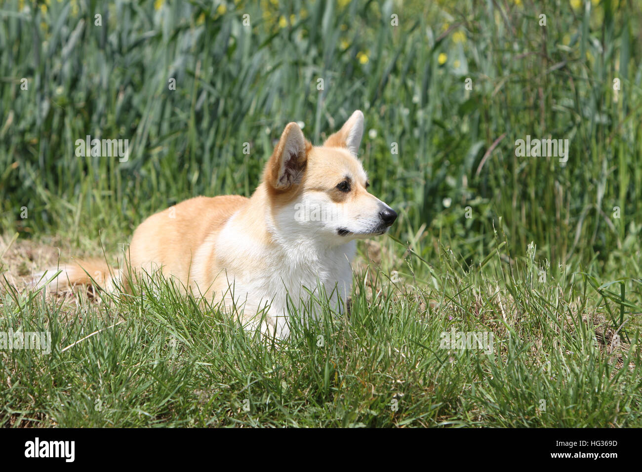 Adult welsh corgi pembroke hi-res stock photography and images - Alamy