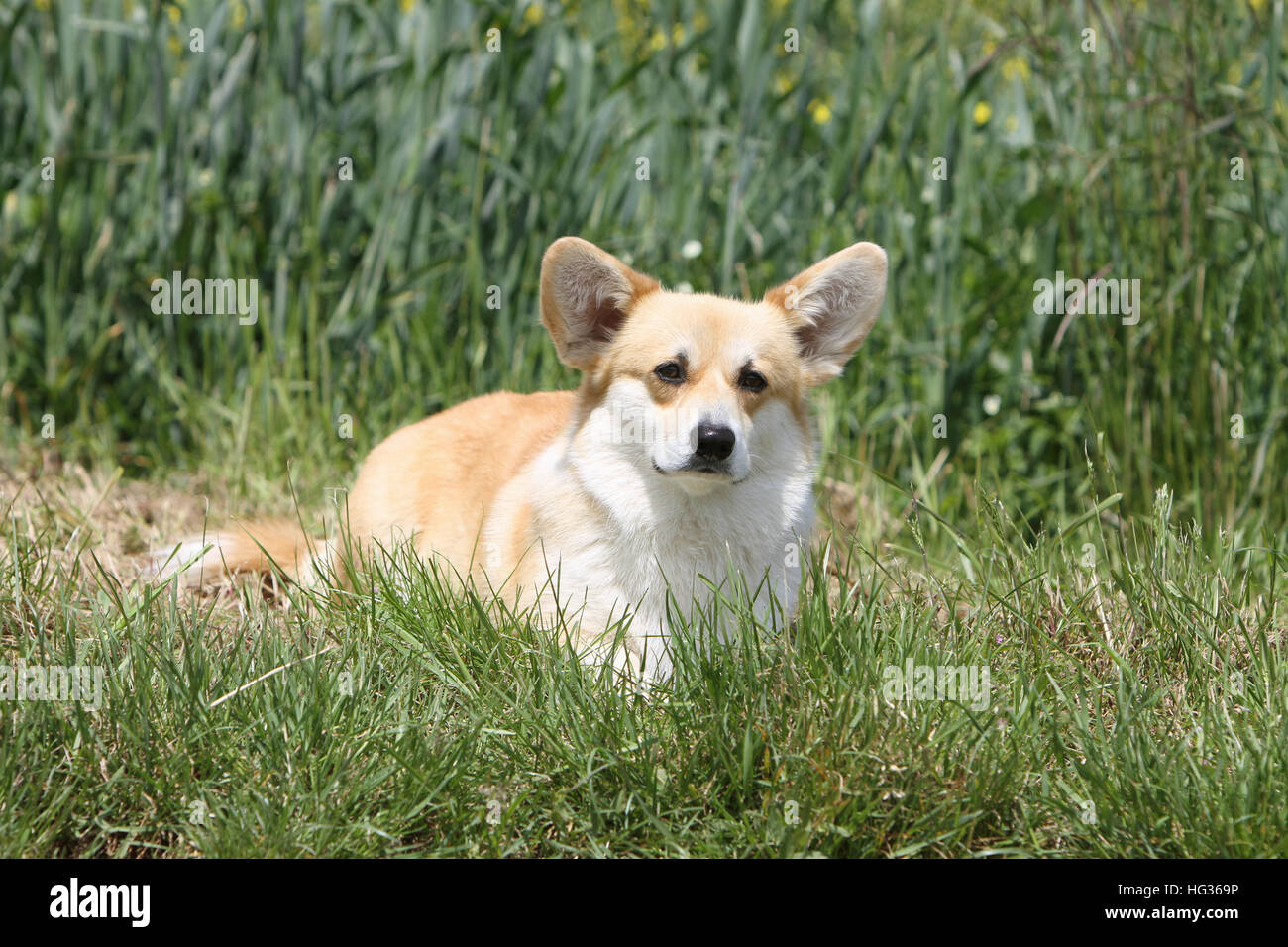 Adult welsh corgi pembroke hi-res stock photography and images - Alamy