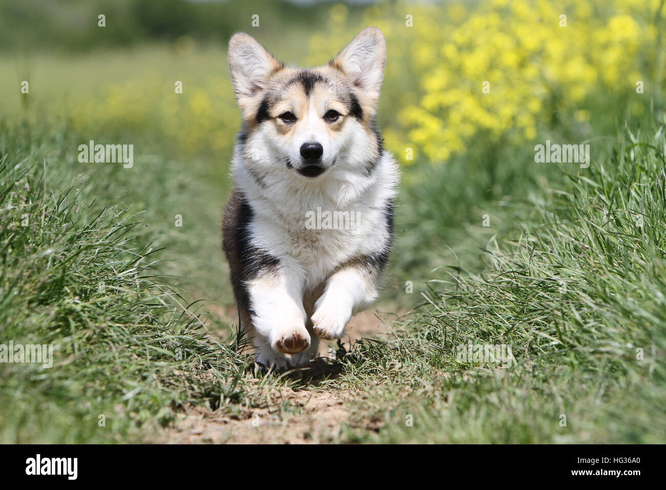Dog Pembroke Welsh corgi adult running face Stock Photo - Alamy