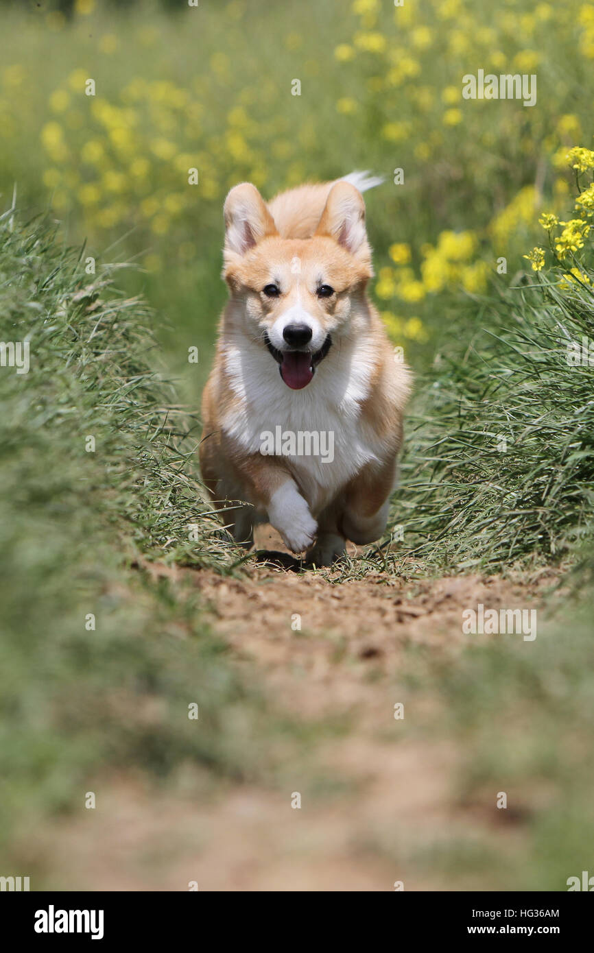Dog Pembroke Welsh corgi adult running face Stock Photo - Alamy