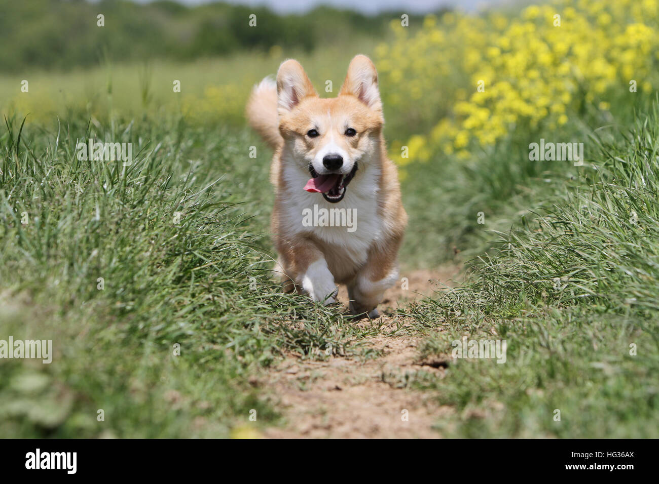 Dog Pembroke Welsh corgi adult running face Stock Photo - Alamy
