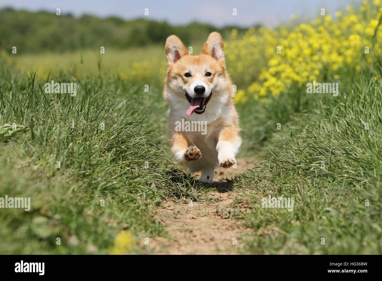 Dog Pembroke Welsh corgi adult running face Stock Photo - Alamy