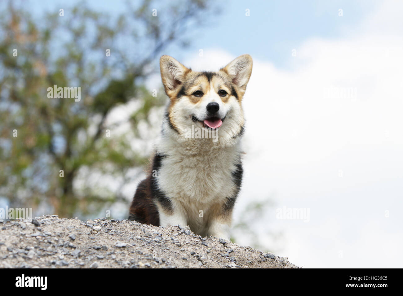 Corgi rocks hi-res stock photography and images - Alamy