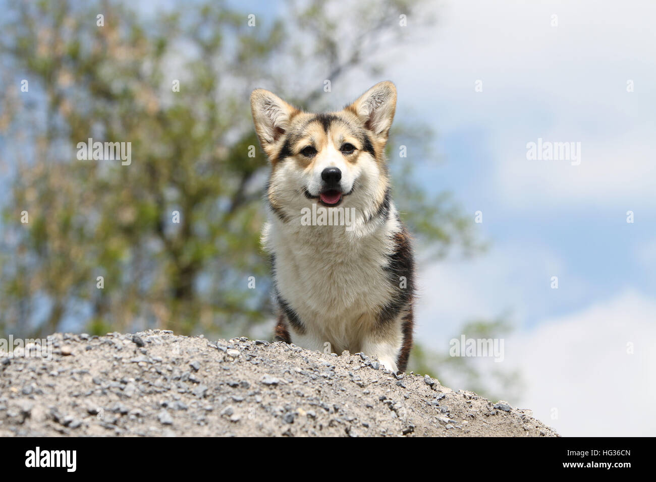 Corgi face hi-res stock photography and images - Alamy