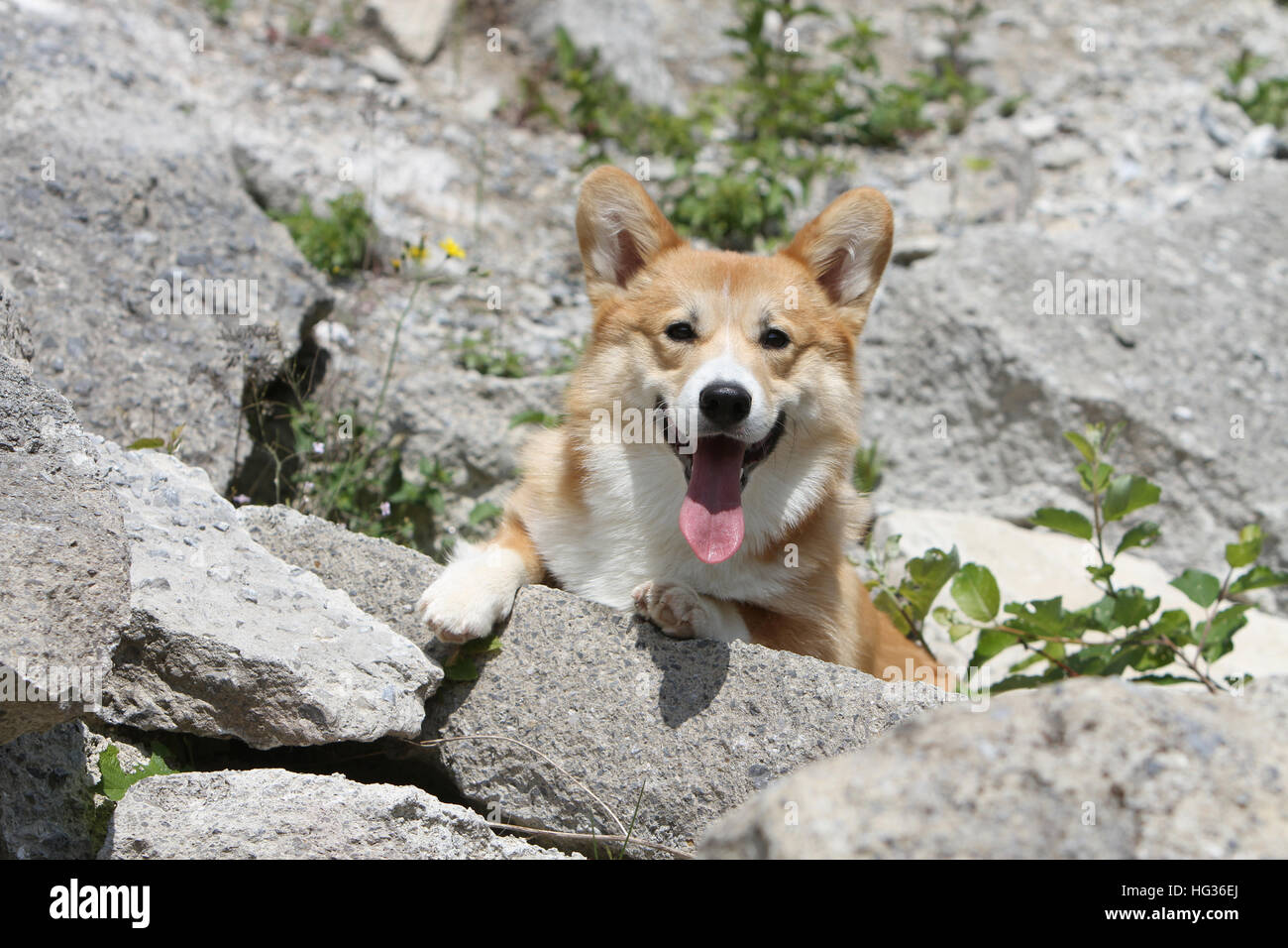 Corgi lying down hi-res stock photography and images - Alamy