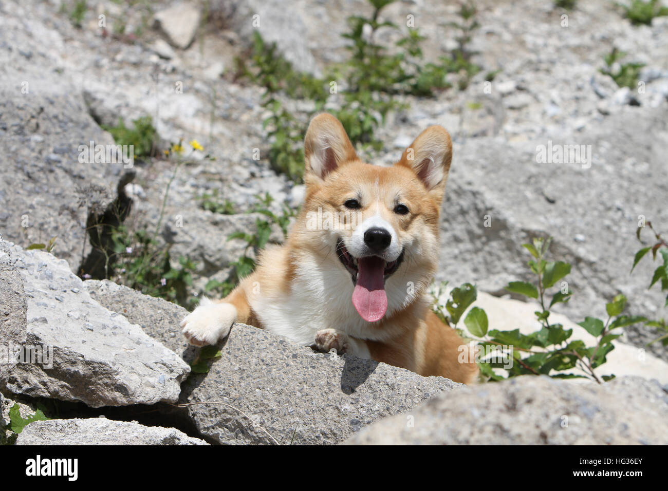 Dog Pembroke Welsh corgi adult lying on a rock Stock Photo - Alamy