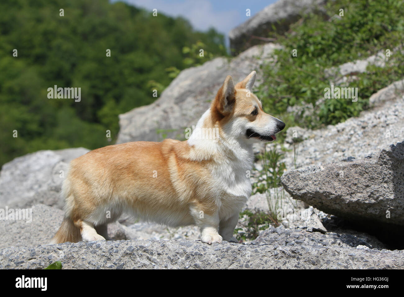 Dog Pembroke Welsh corgi adult standard profile On rocks Stock Photo ...
