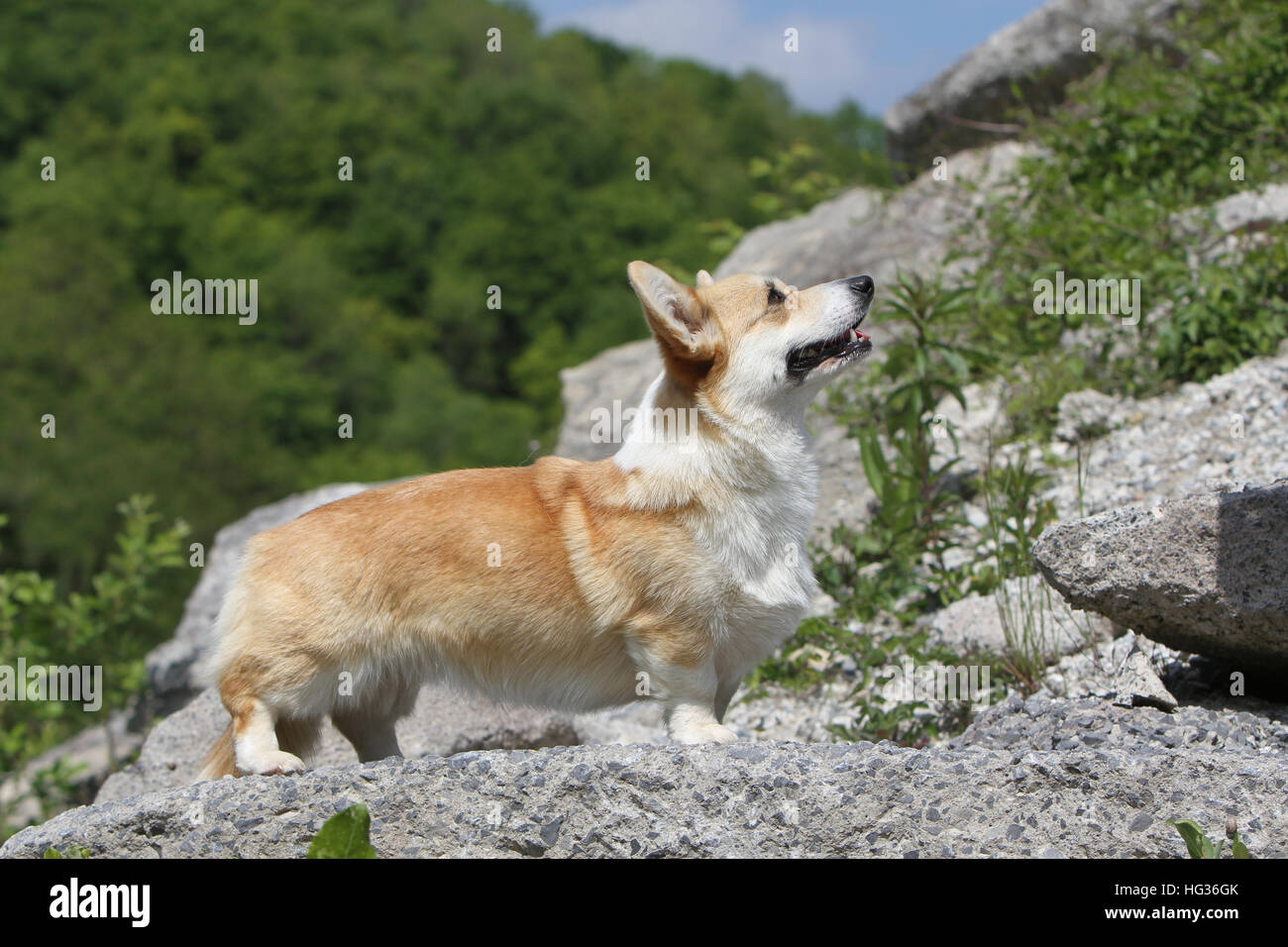 Dog Pembroke Welsh corgi adult standard profile On rocks Stock Photo ...