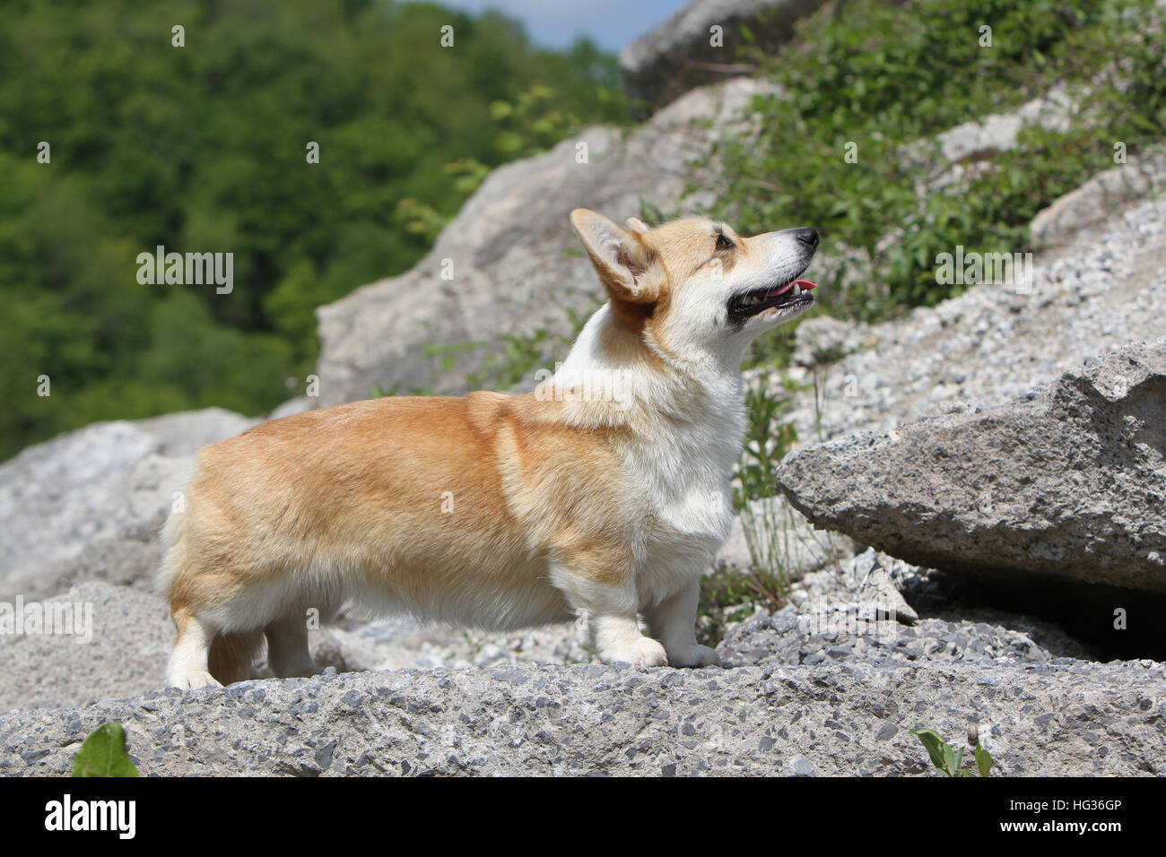 Dog Pembroke Welsh corgi adult standard profile On rocks Stock Photo ...