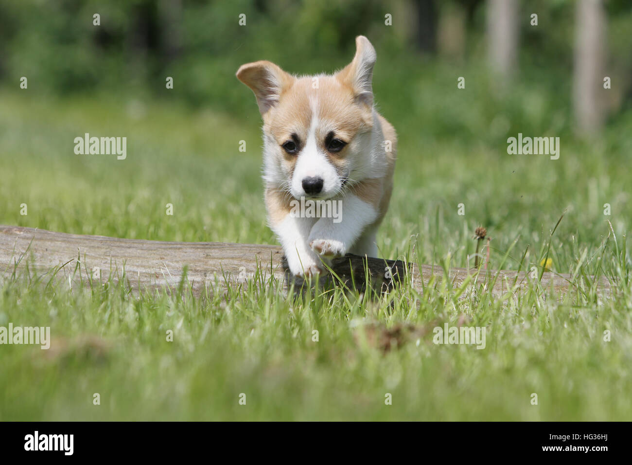 Corgi Corriendo Amazon.com: Lindo Animal Bebé Corgi Perro Corriendo