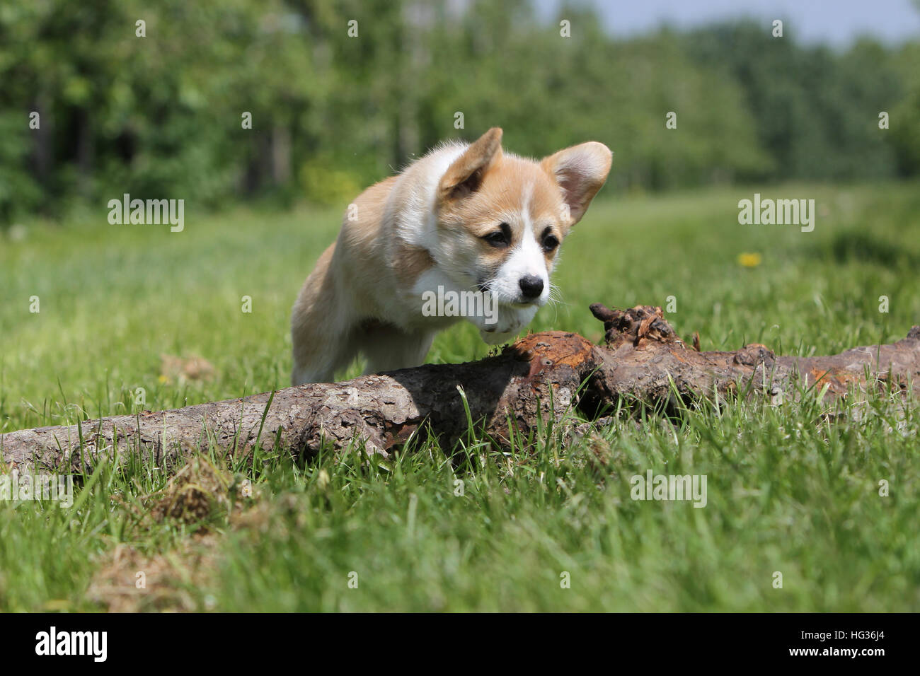 Dog Pembroke Welsh corgi puppy jumping over a wood Stock Photo - Alamy