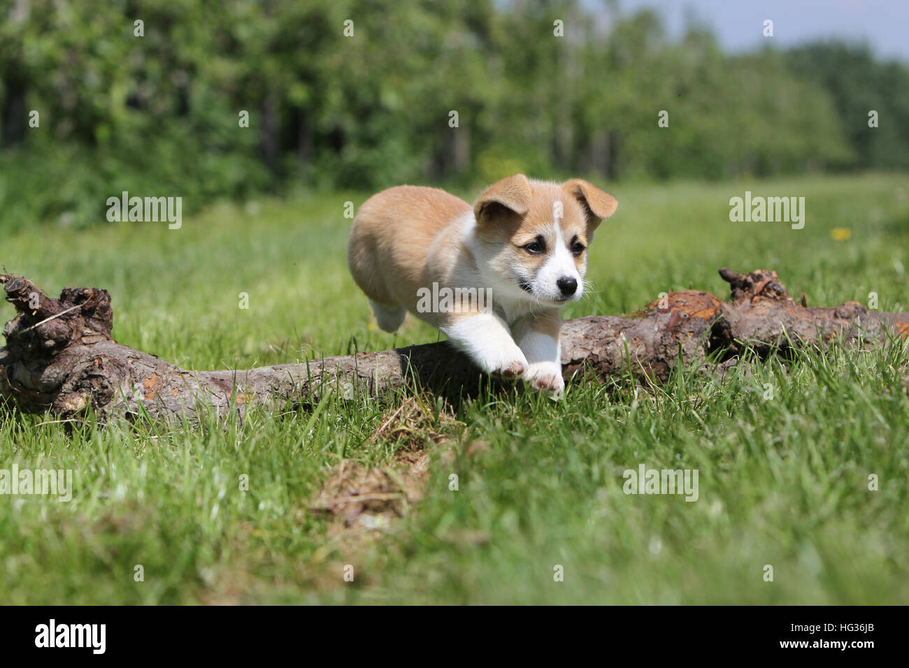 Dog Pembroke Welsh corgi puppy jumping over a wood Stock Photo - Alamy