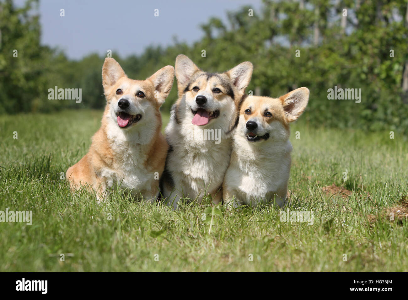 Corgi dog family hi-res stock photography and images - Alamy