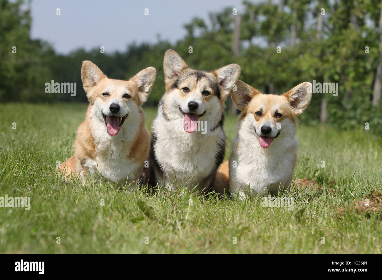 Dog Pembroke Welsh corgi three adults different colors sitting Stock ...