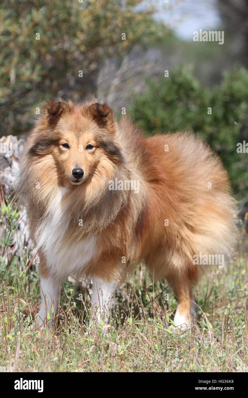 Dog shetland sheepdog sheltie adult hi-res stock photography and images ...