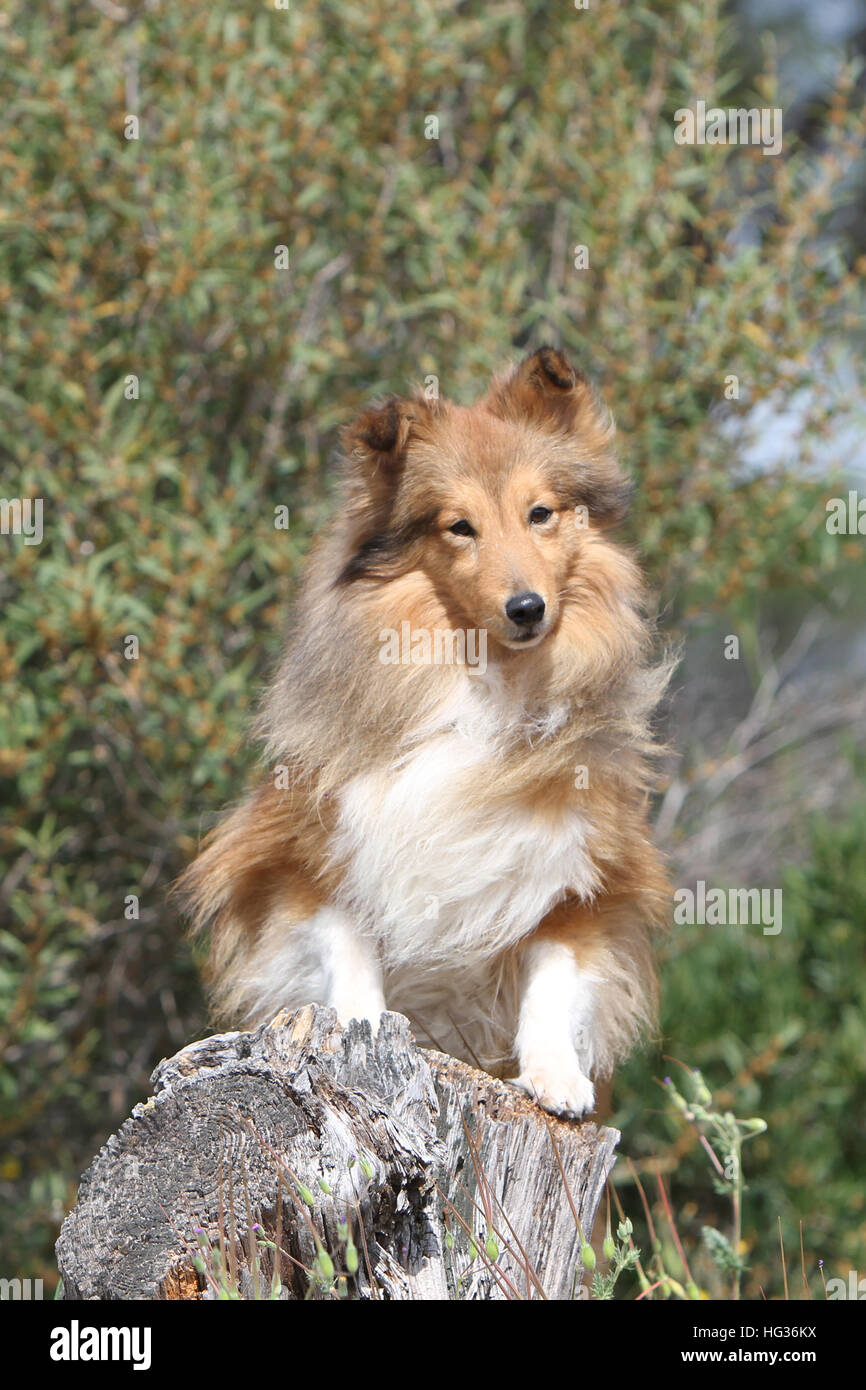 Dog Shetland Sheepdog / Sheltie adult (sable ) standing on a wood Stock ...