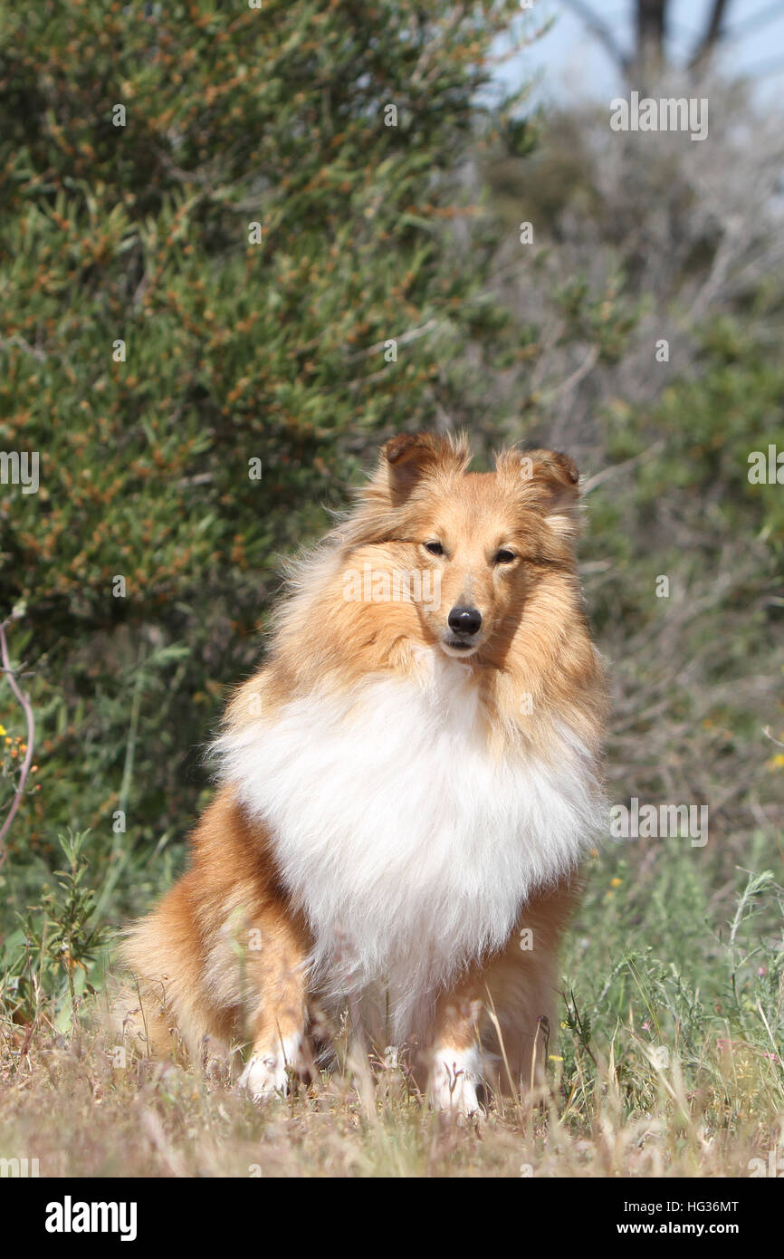 Fawn mahogany sable white in grass profile face natural hi-res stock ...