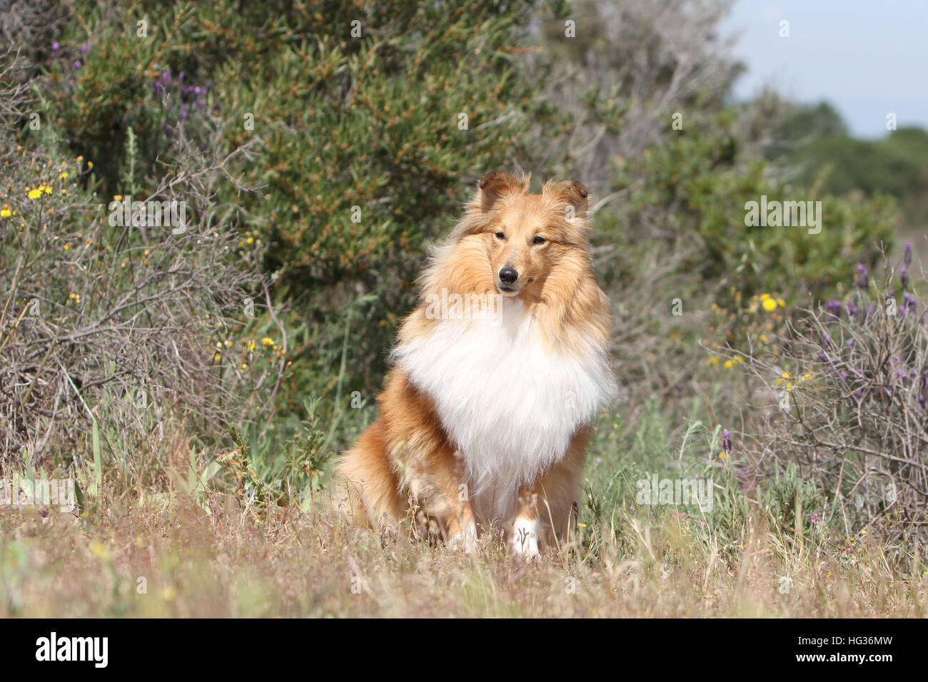 Dog Shetland Sheepdog / Sheltie / adult sitting in a meadow Stock Photo ...