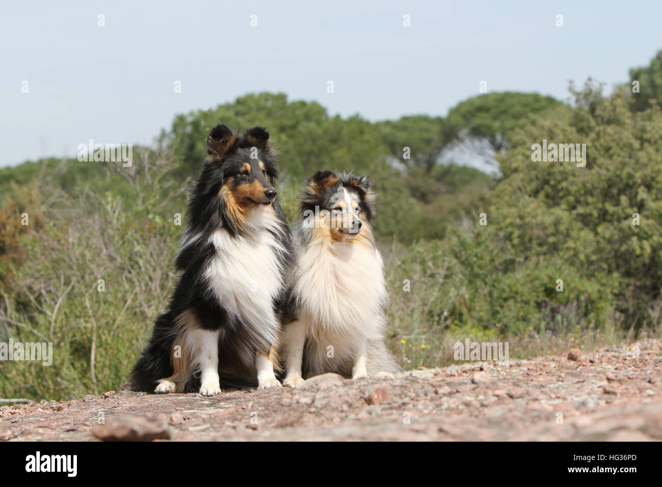 Dog Shetland Sheepdog / Sheltie / two adults sitting on a rock Stock ...