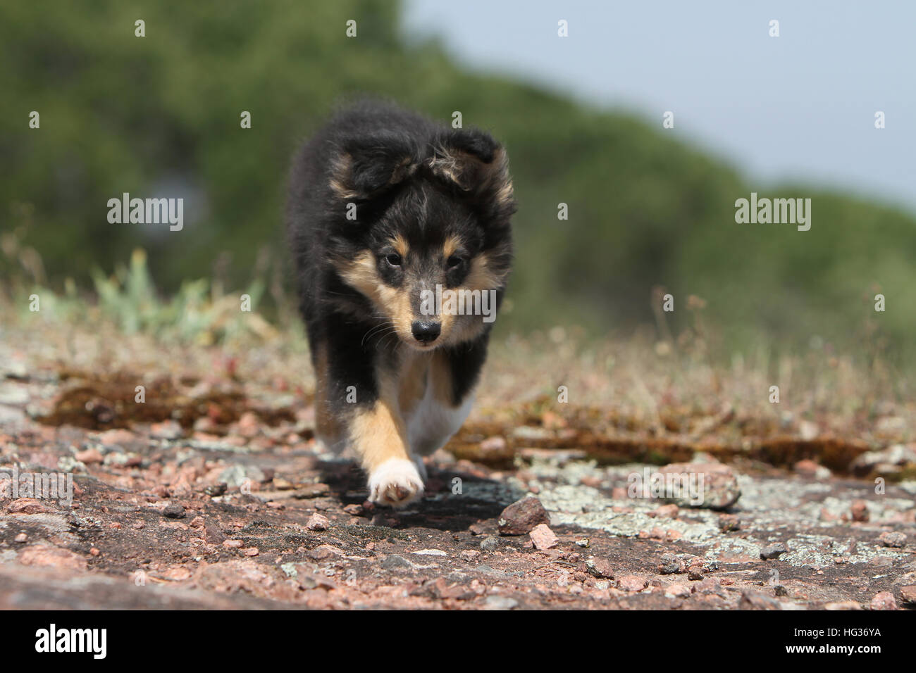 Tricolor Sheltie Puppies