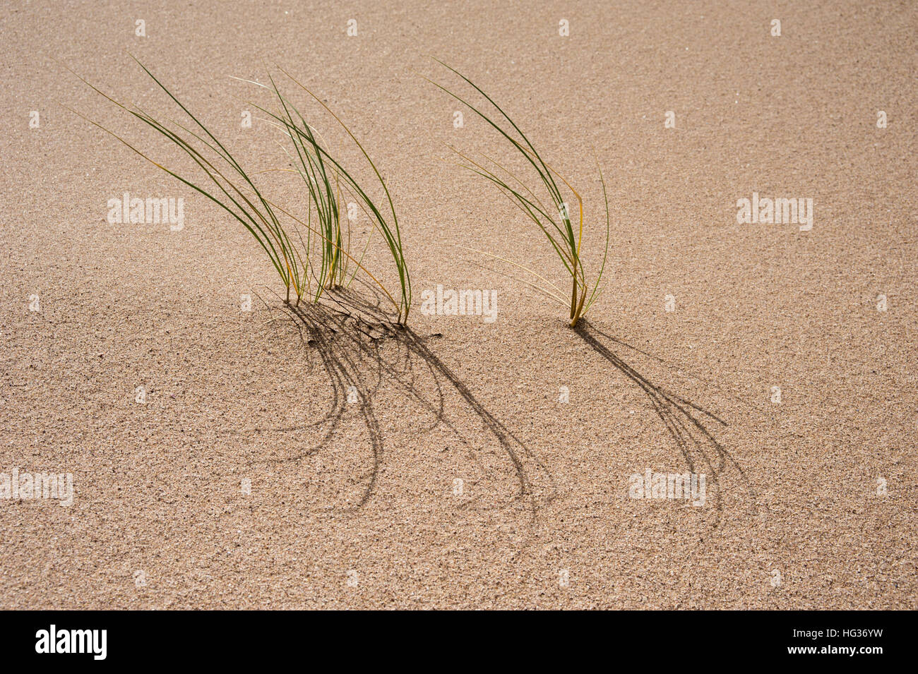 Marram grass scotland hi-res stock photography and images - Alamy