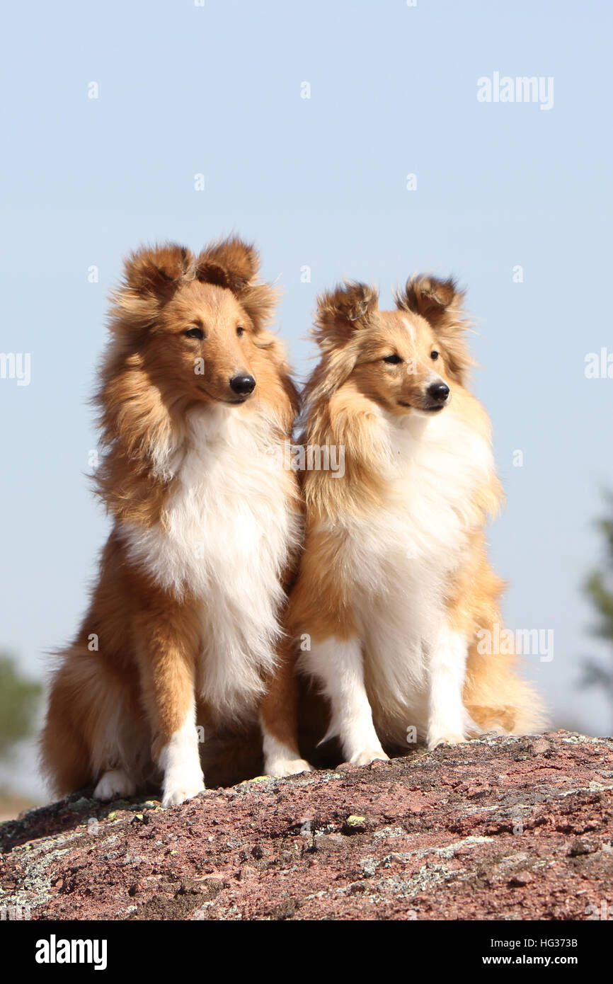 Dog Shetland Sheepdog / Sheltie / two adults sitting on a rock Stock ...