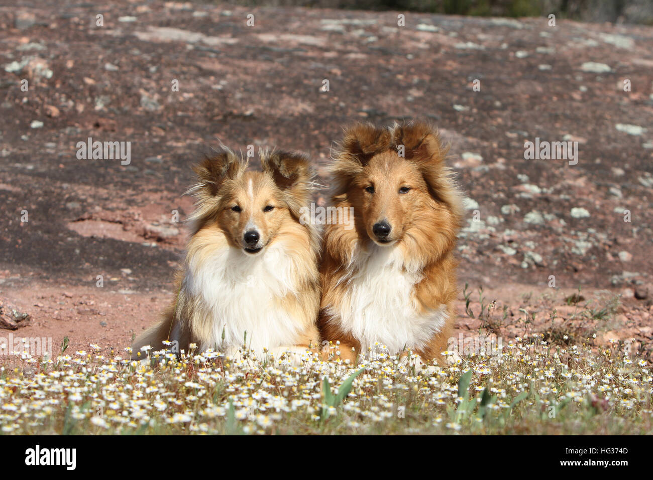 Dog Shetland Sheepdog / Sheltie / two adults lying on a rock Stock ...