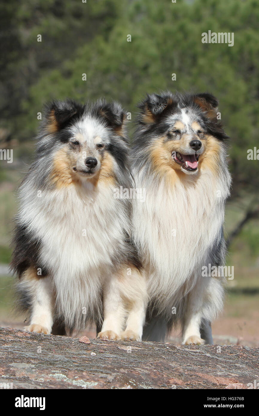 Shetland sheepdog two adults tri colour and sable standing hi-res stock ...
