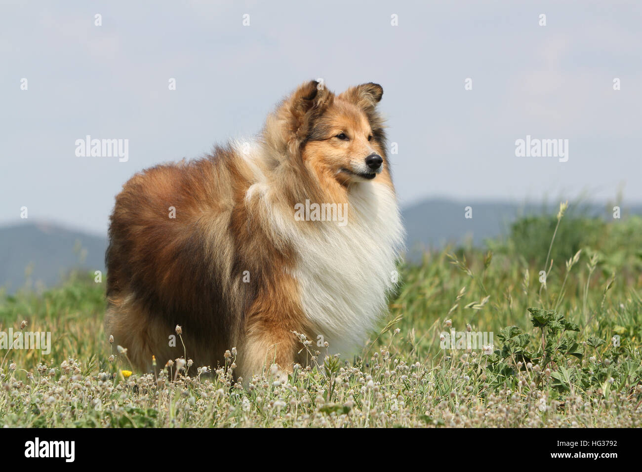 Mahogany hair hi-res stock photography and images - Alamy