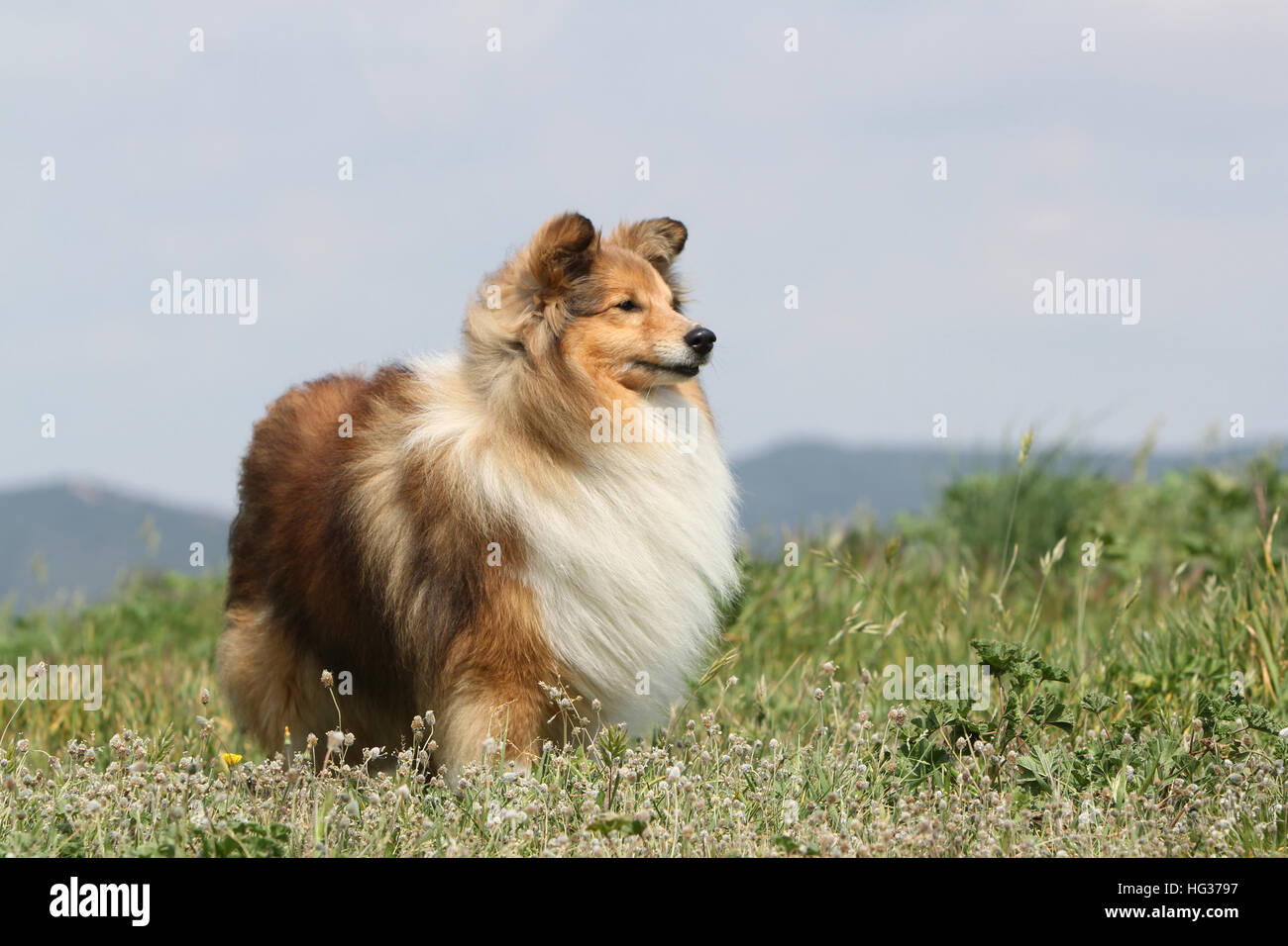 Dog shetland sheepdog sheltie adult hi-res stock photography and images ...