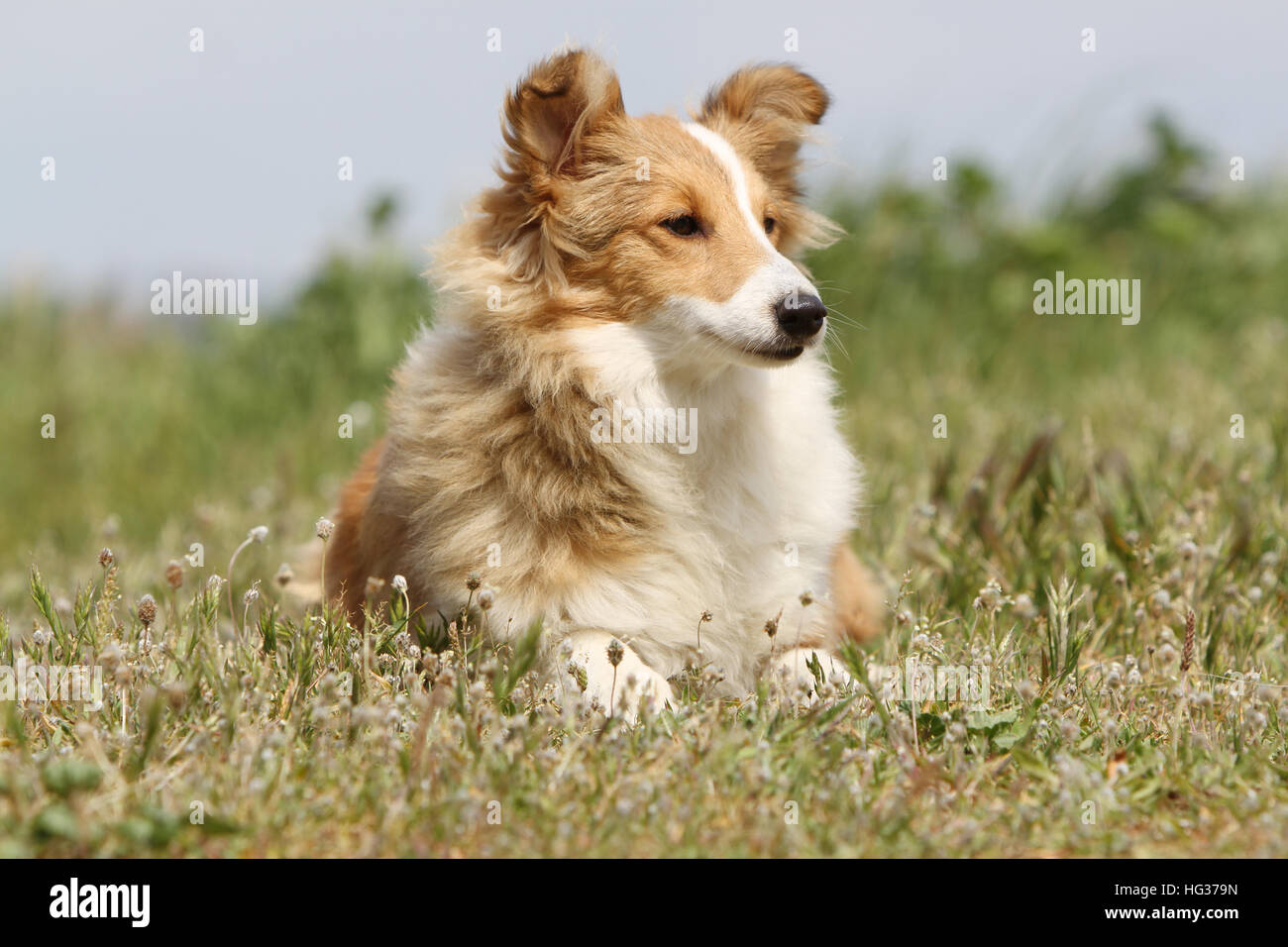 Dog Shetland Sheepdog / Sheltie / adult lying in a meadow flowers Stock ...