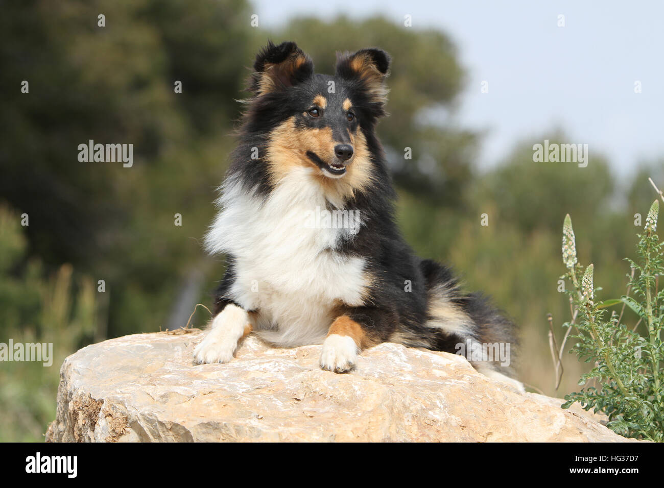 Dog Shetland Sheepdog / Sheltie / adult lying in a rock Stock Photo - Alamy