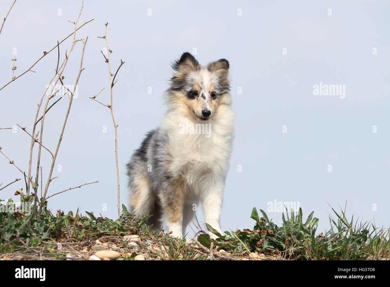 Dog Shetland Sheepdog / Sheltie puppy (blue Merle) standing Stock Photo ...