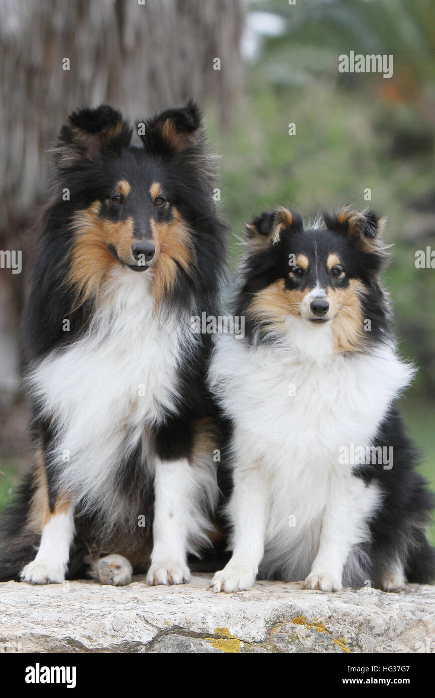 Dog Shetland Sheepdog / Sheltie / two adults sitting on a rock Stock ...