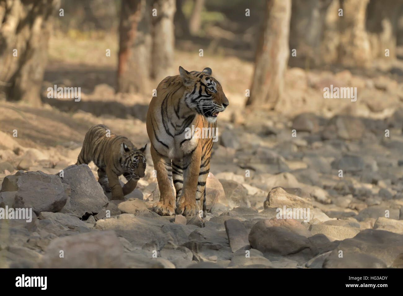 Wild Indian Tiger mother with her young cubs, walking on a dry river ...