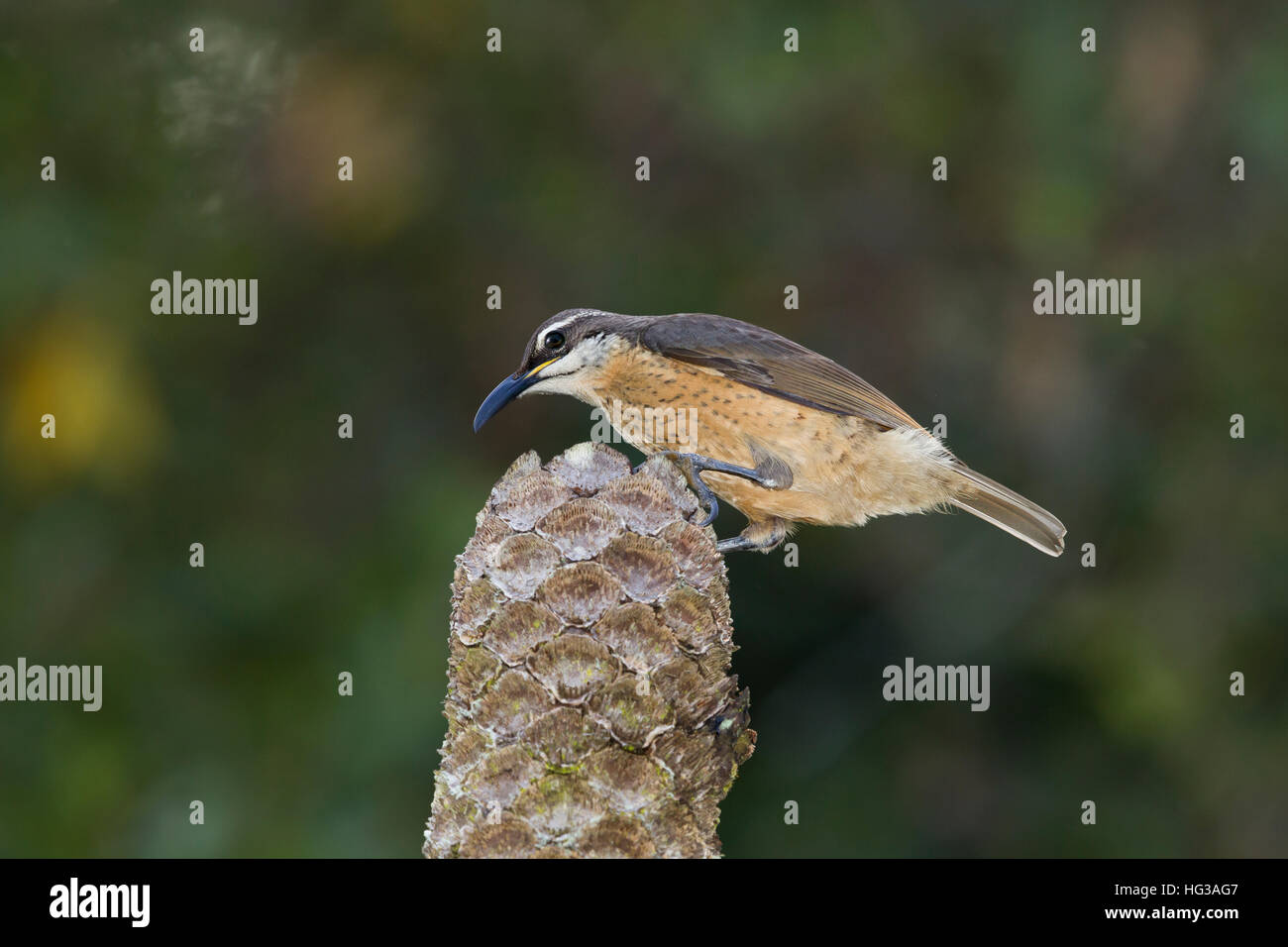 Paradise Riflebird High Resolution Stock Photography and Images - Alamy