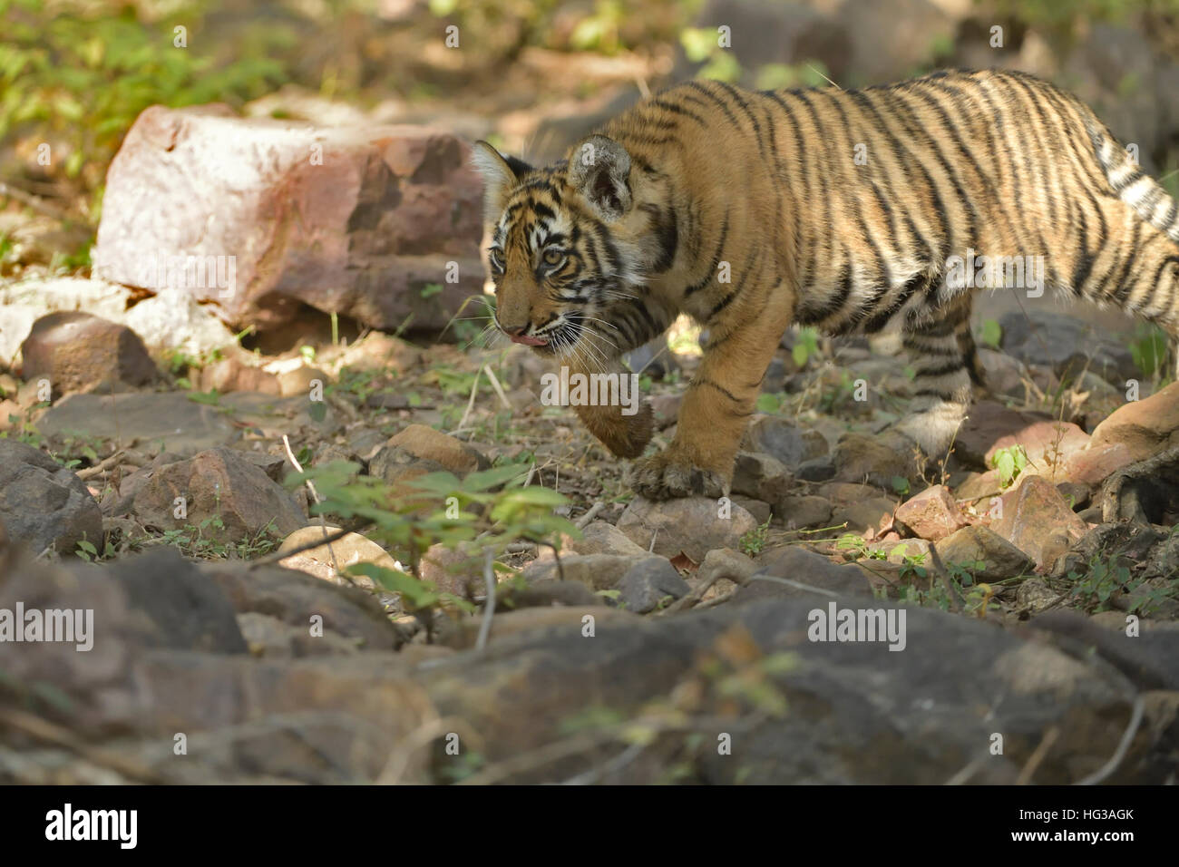 Wild Indian Tiger cub, walking on a dry river bed in Ranthambore ...