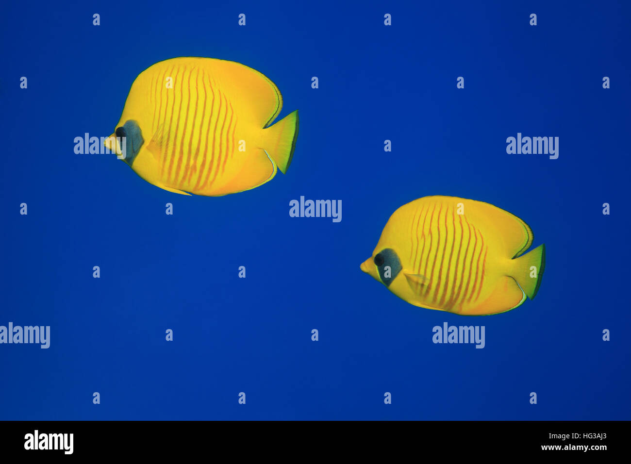 Masked butterflyfish (Chaetodon semilarvatus) in the blue waters of the ...