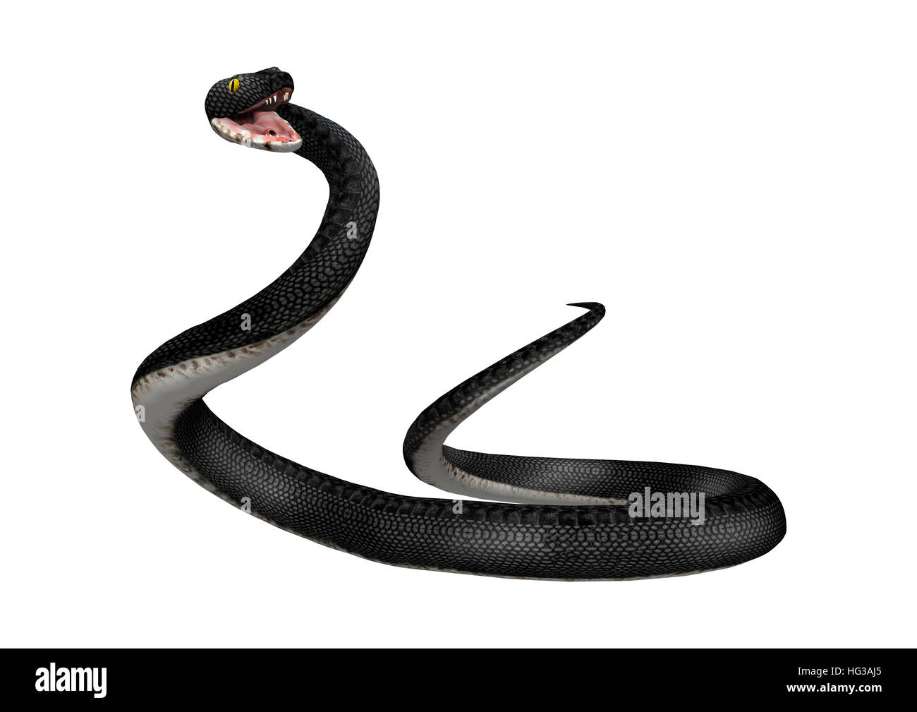 Black racer snake hi-res stock photography and images - Alamy