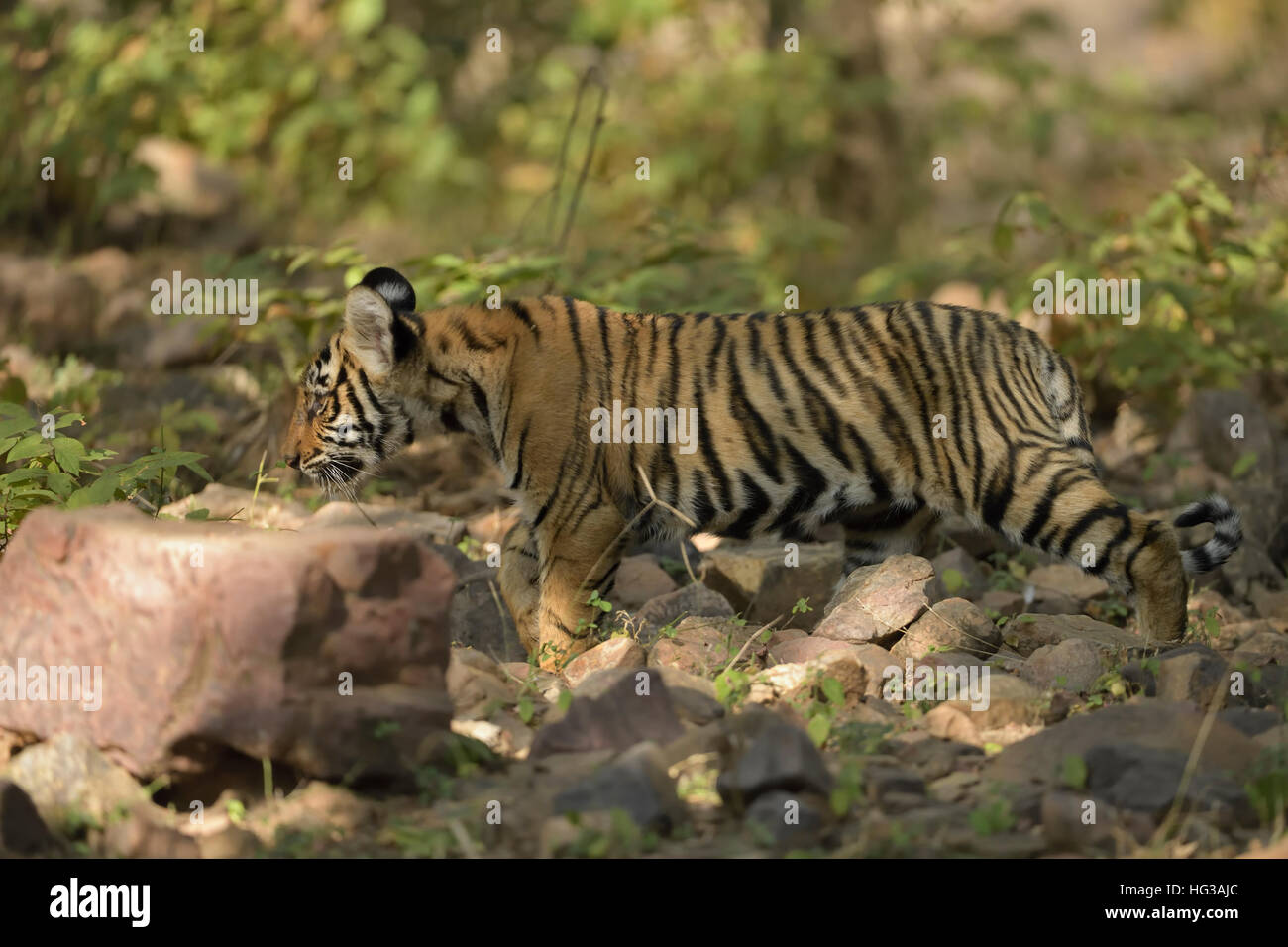 Wild Indian Tiger cub, walking on a dry river bed in Ranthambore ...