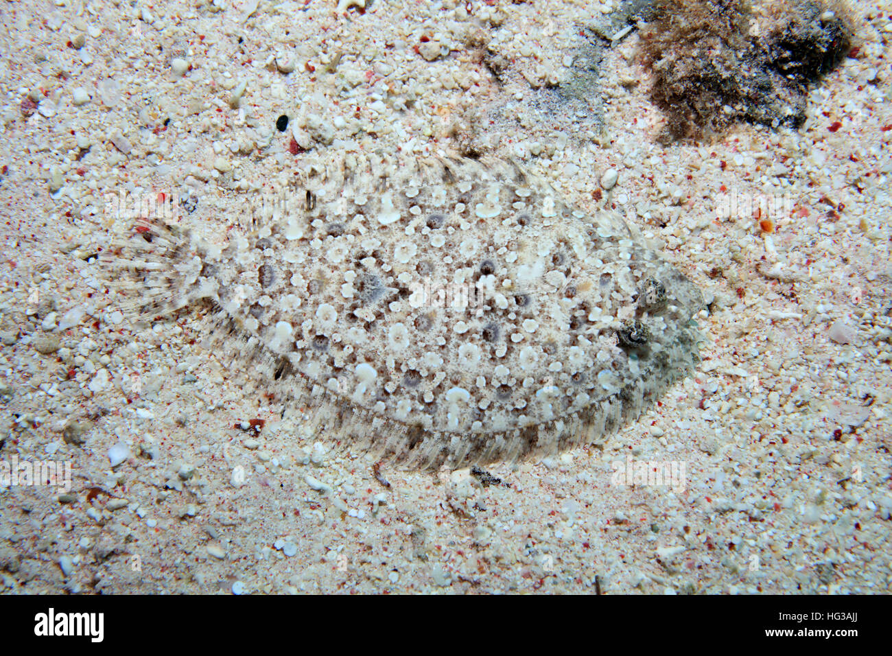 Leopard flounder fish (Bothus pantherinus) camouflaged on sandy bottom ...