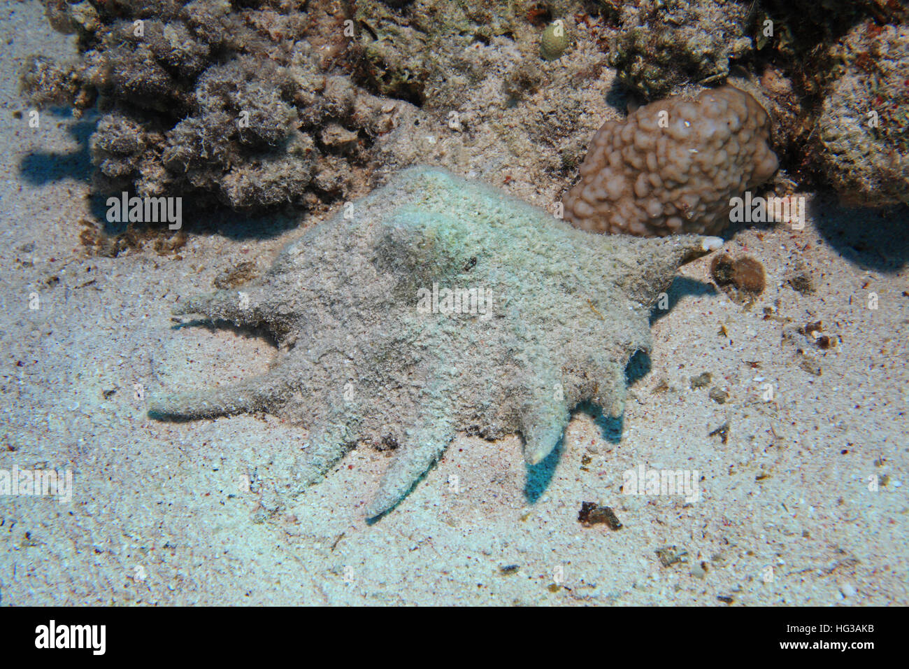Common spider conch snail (Lambis lambis) underwater on the sea floor ...