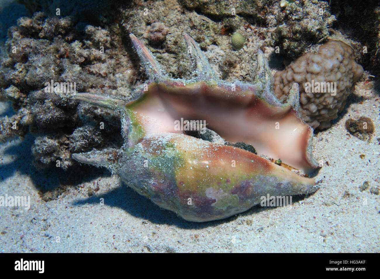 Spiderconch hi-res stock photography and images - Alamy