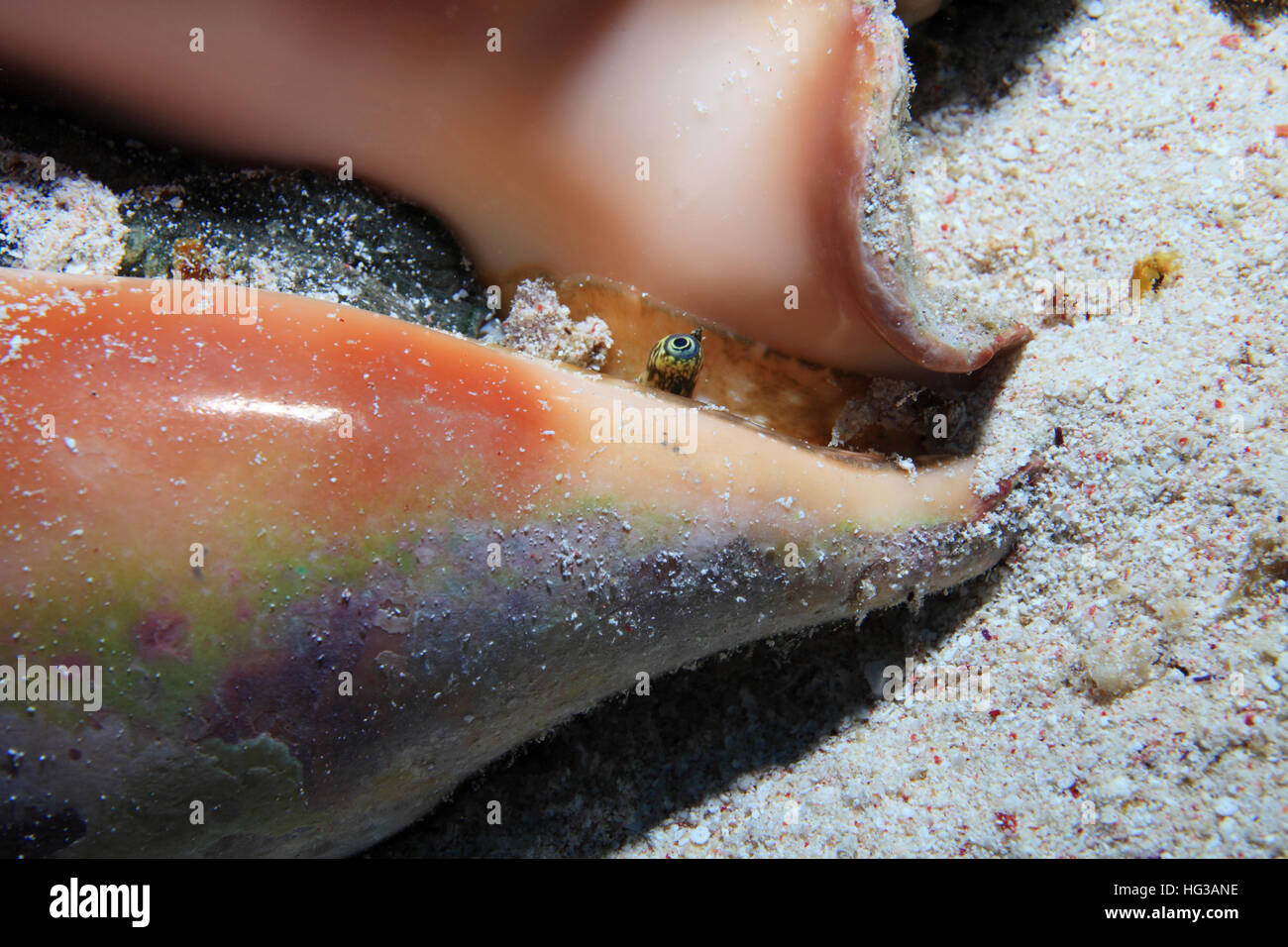 Eye of the common spider conch snail (Lambis lambis) underwater on the ...