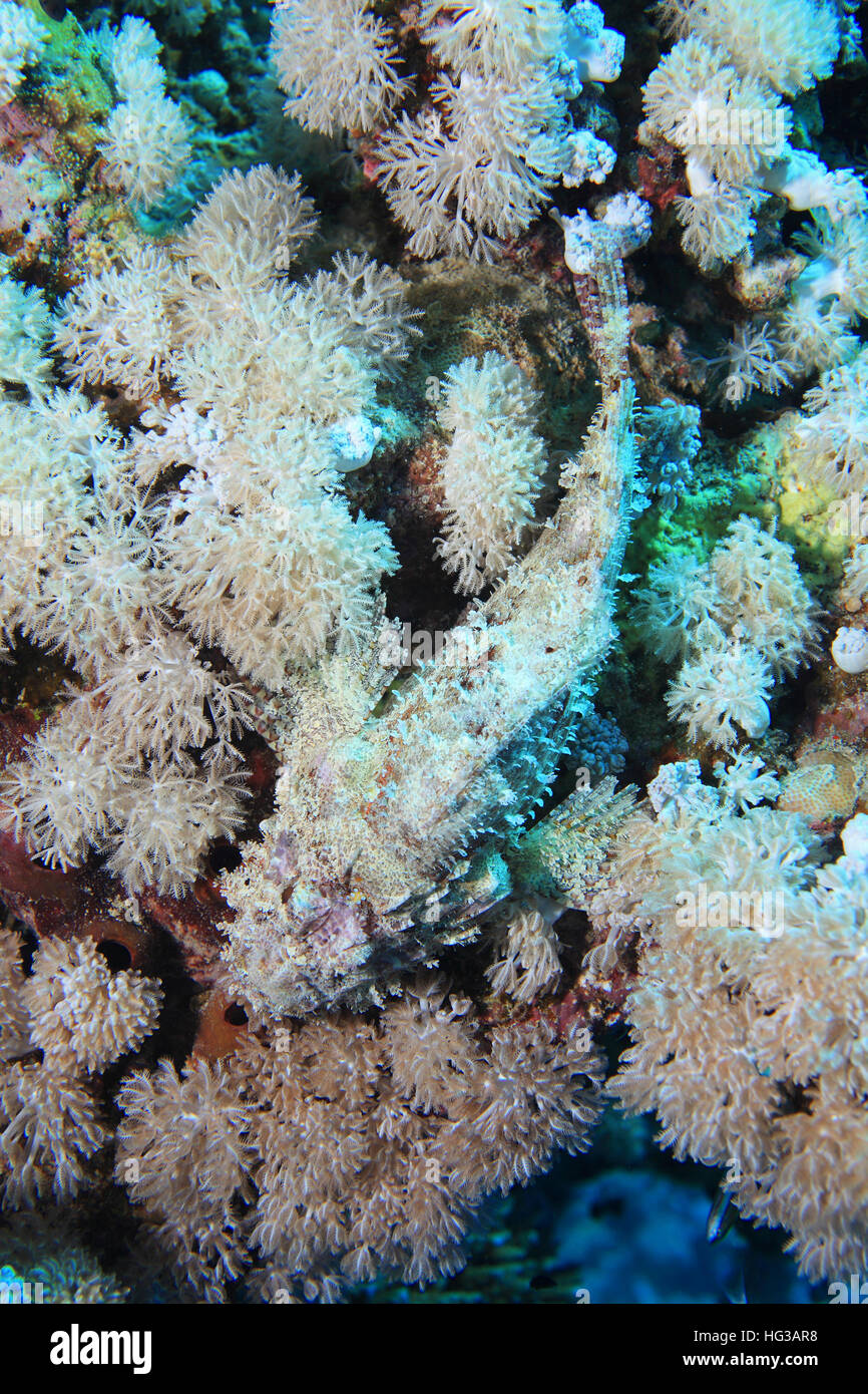 Barbata elat hi-res stock photography and images - Alamy